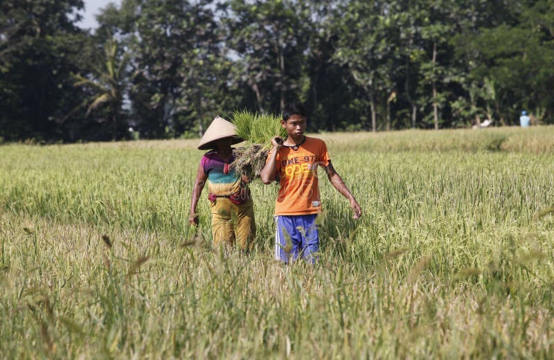 Carrying rice editorial image. Image of indonesia, carrying - 39463920