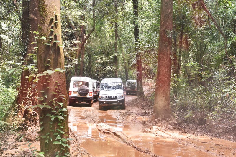 Cars Traveling between the Dense Forest in Goa, India Stock Image ...