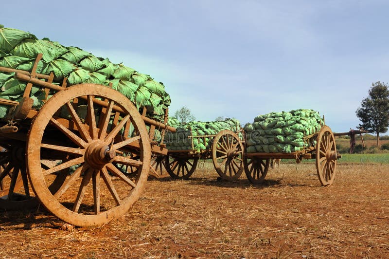 Cart of Cabbage stock image. Image of cart, brown, cabbage - 24918023