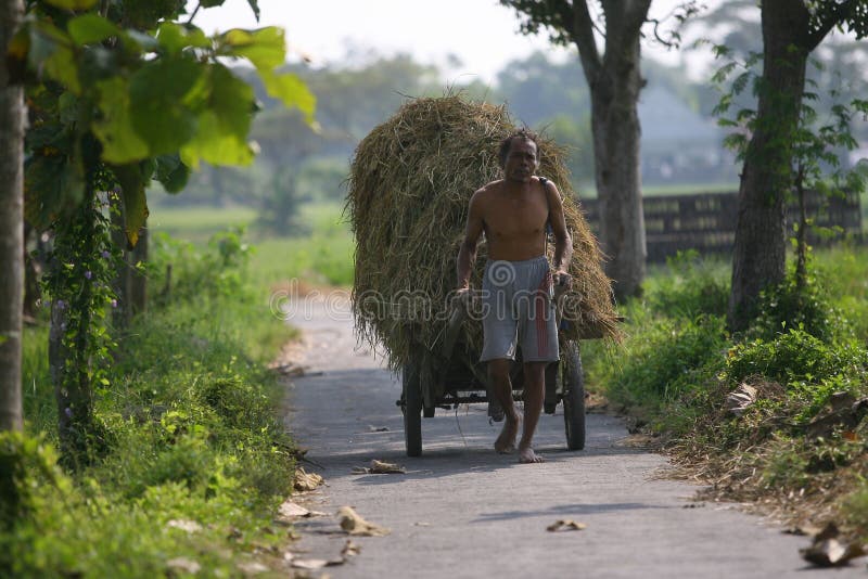 Cart editorial stock photo. Image of farmers, java, sukoharjo - 41290688