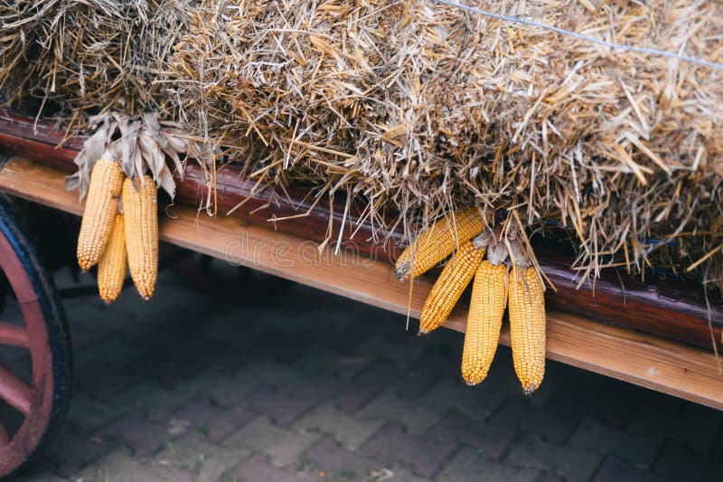 Cart Filled with Stacks of Grass and Corn on Either Side Stock Image ...