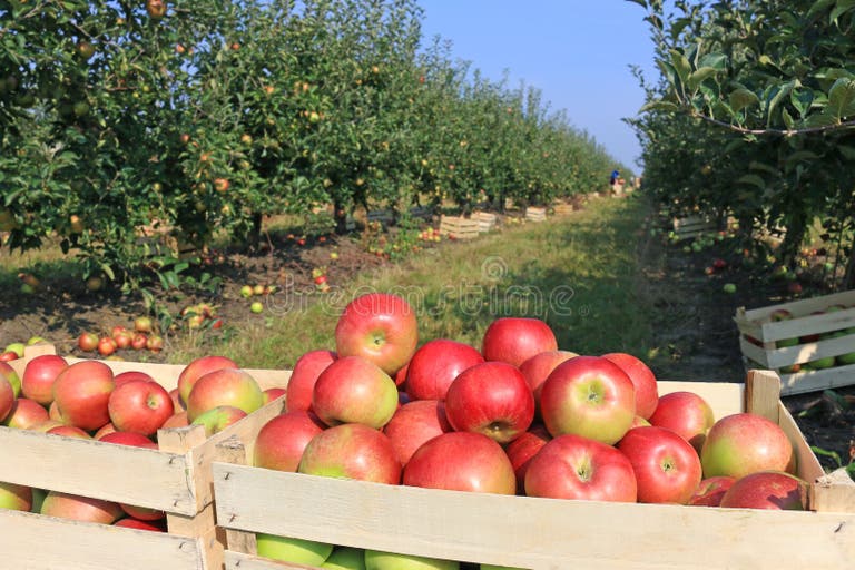 Cart full of apples stock photo. Image of crop, apple - 44612520