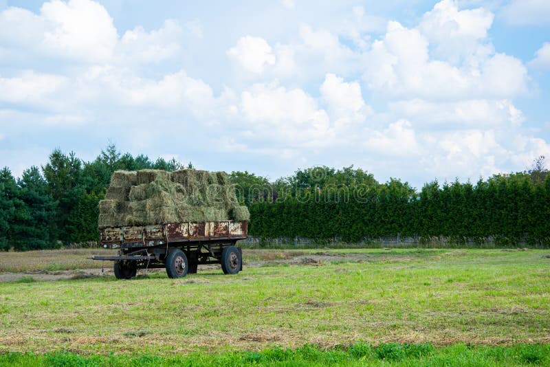A Cart with Hay, a Farm Trailer with Hay in the Meadow Stock Photo ...