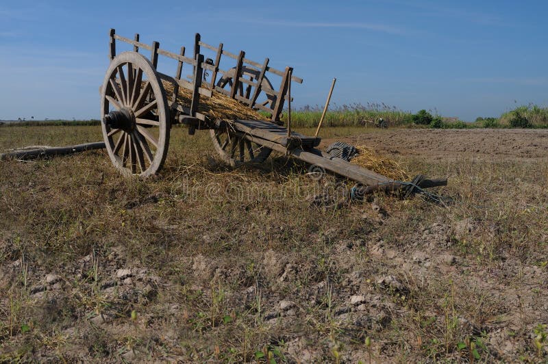 Cart at paddy field. stock image. Image of meadow, nature - 24933823