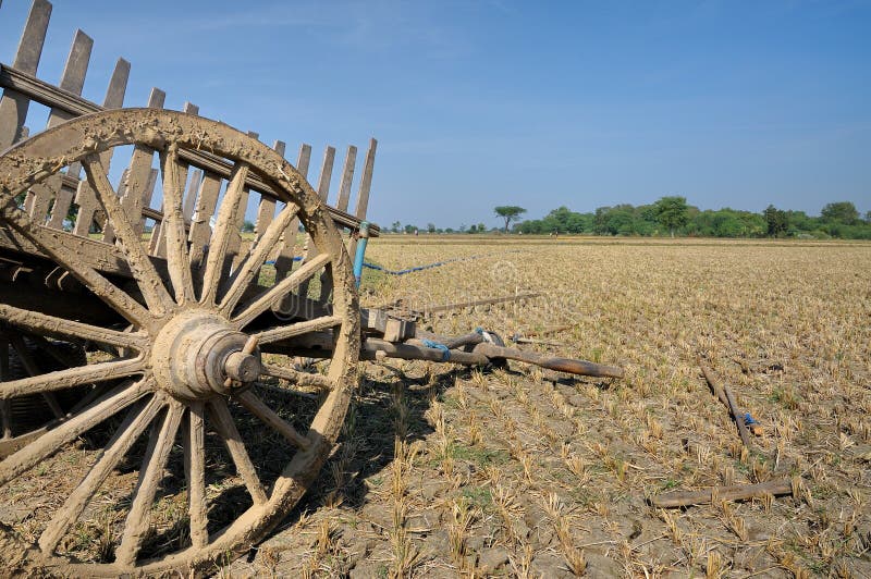 Cart at paddy field. stock image. Image of nature, field - 25086729