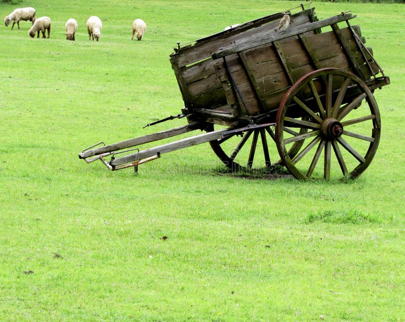 Cart stock photo. Image of sheep, herd, farming, birds - 63797210