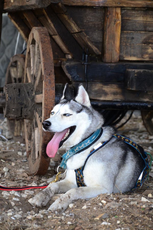 The Cart and Sled Dog Huskies Stock Image - Image of working, husky ...