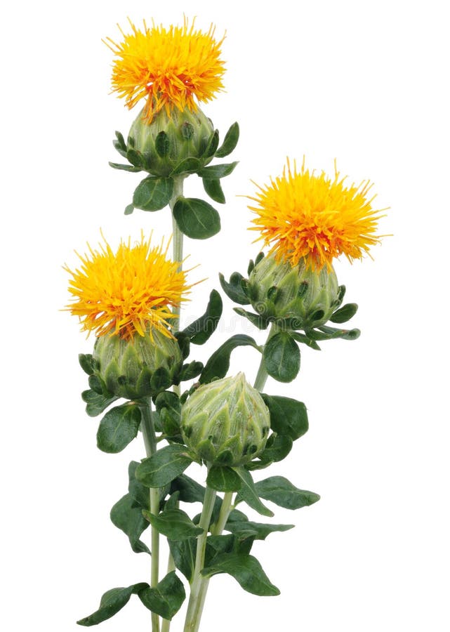 Carthamus Tinctorius (carthame) Image stock - Image du orange, vert ...