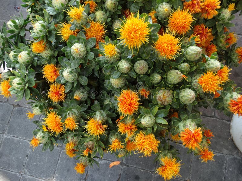 Carthame, Tinctorius De Carthamus Image stock - Image of pétrole ...