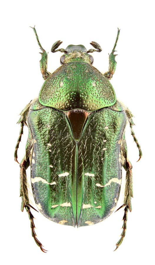 Scarabée Vert Scarabée De Rose, Aurata De Cetonia Photo stock - Image ...
