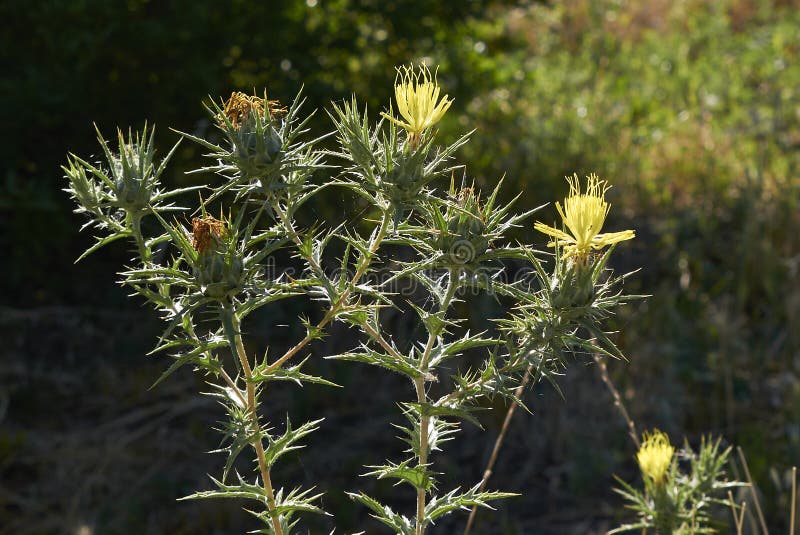 Lanatus Carthamus is Species Van Distel Als Wollige Spinrokdistel ...
