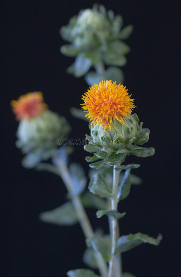 Alazor imagen de archivo. Imagen de cierre, anaranjado - 35246815