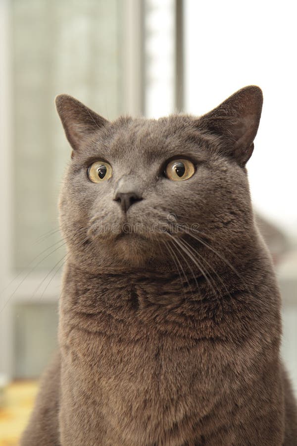 Chartreux cat stock photo. Image of stares, closeup, adorable - 16336508