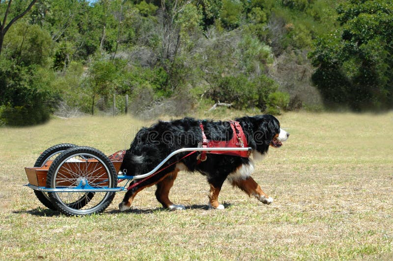 Carting Del Cane Di Montagna Di Bernese Fotografia Stock - Immagine di ...
