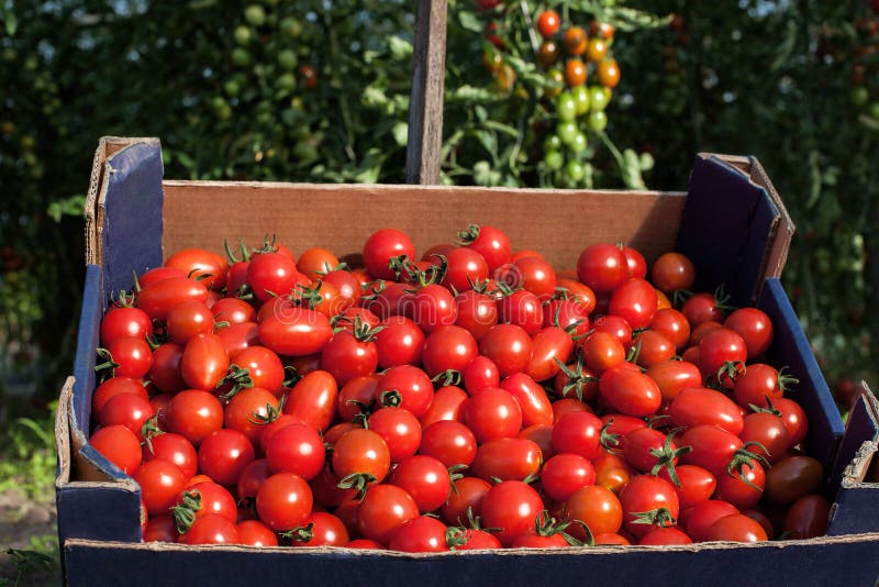 Red Tomatoes In Carton Boxes Stock Photo - Image of freshness, food ...