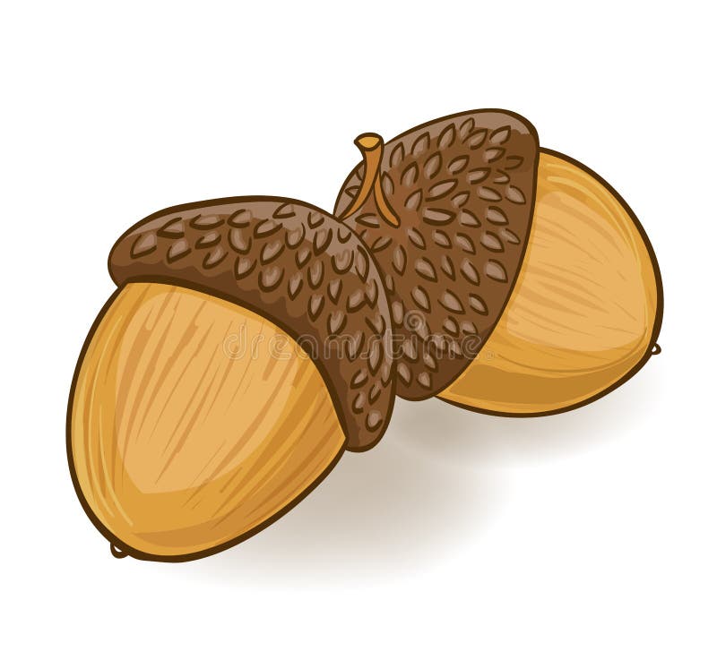Cartoon Acorns Stock Vector Illustration Of Drawing 74551453