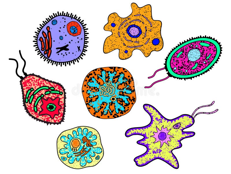 Cartoon Amebas, Germs or Microbial Lifeforms Stock Vector ...