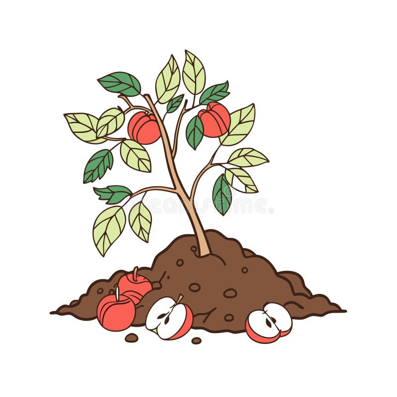 Cartoon Apple Tree Seedling with Apples on the Ground Stock Image ...