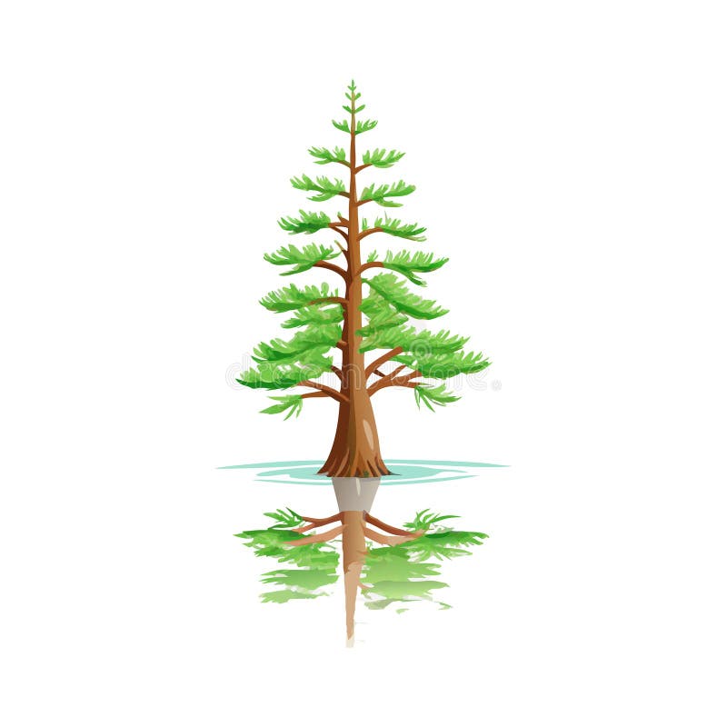 Bald Cypress Tree Vector Stock Illustrations – 39 Bald Cypress Tree ...
