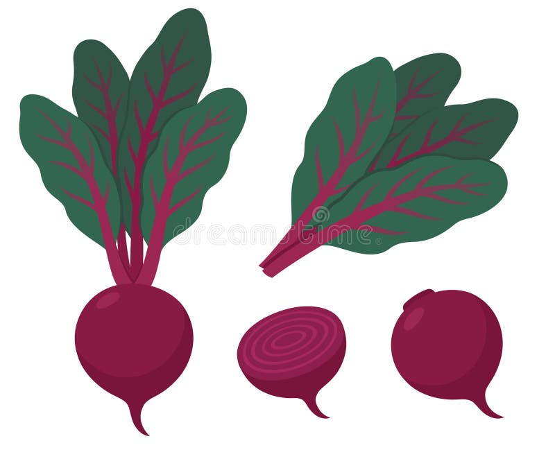 Cartoon Beet Illustration Set Stock Illustration - Illustration of ...