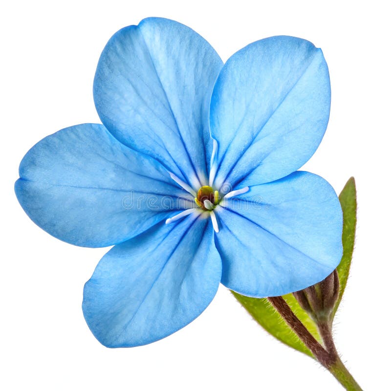 Cartoon Blue Flower Isolated on White Background Stock Illustration ...