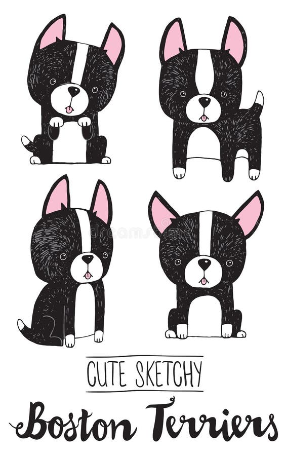 Cartoon Boston Terriers Drawn in a Comic Sketch Stock Illustration ...