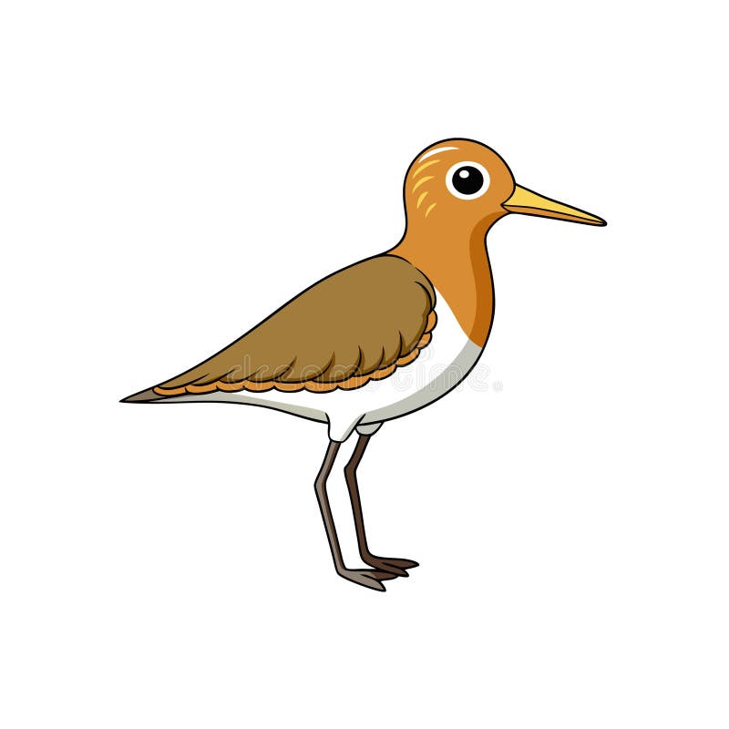 Cartoon Buff Breasted Sandpiper Illustration Side View Standing Pose ...
