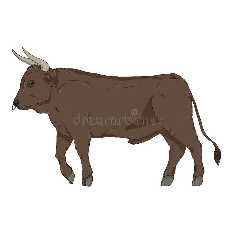 Cartoon Bull. Vector Color Illustration Stock Vector - Illustration of ...