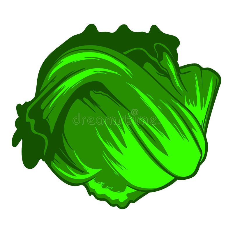 Cartoon cabbage stock vector. Illustration of simple - 258036580