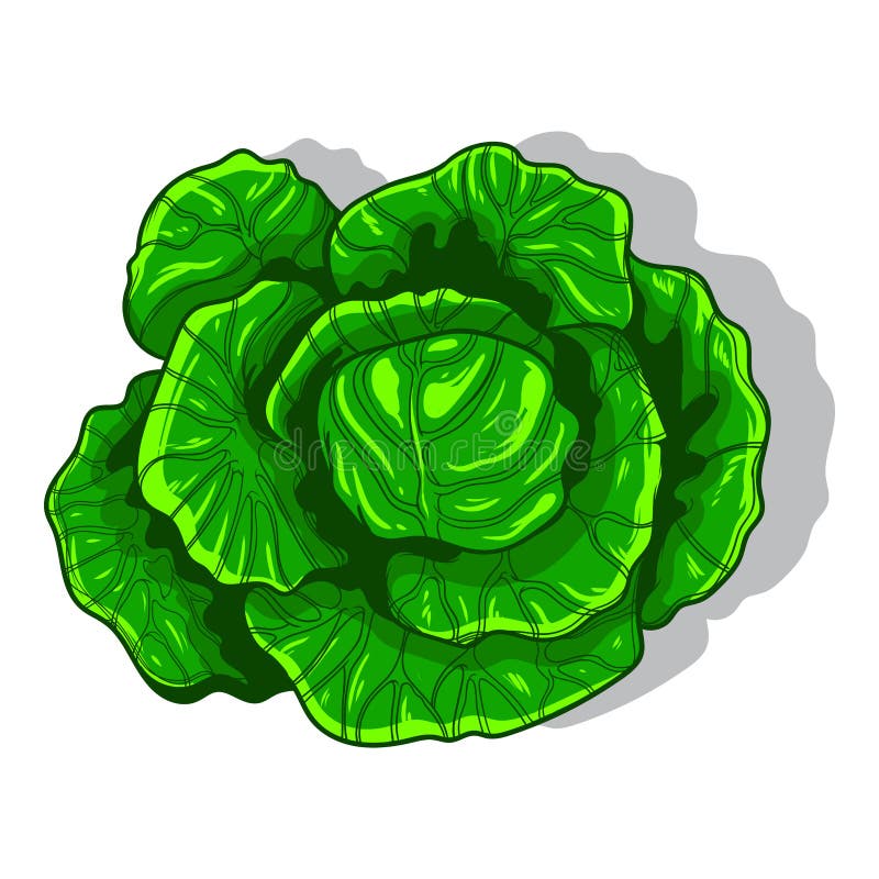 Cartoon cabbage stock vector. Illustration of vector - 258706312