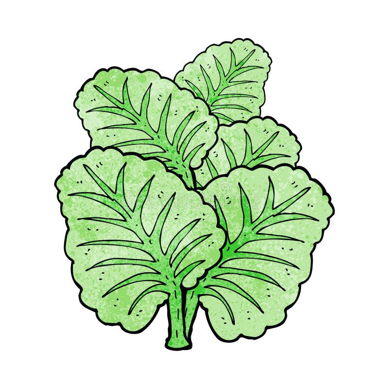 Cabbage Leaf Illustration