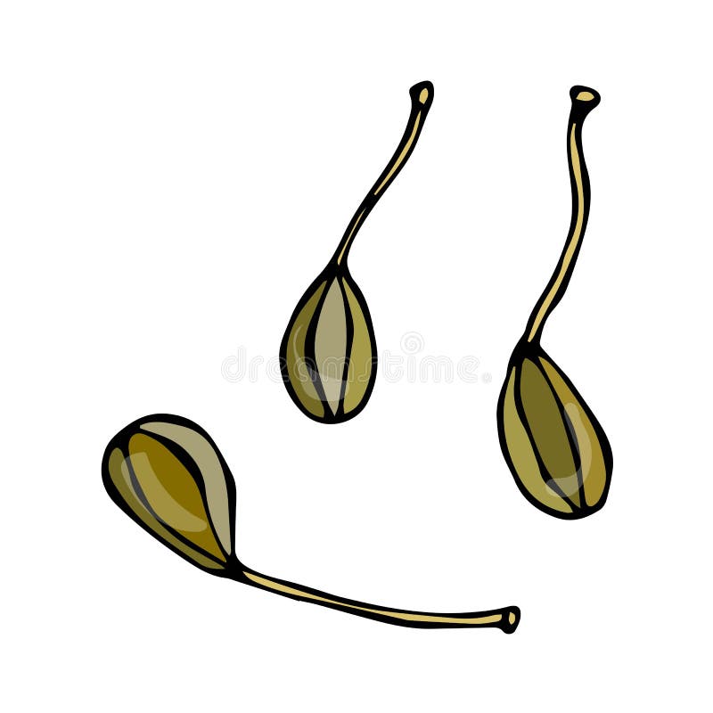 Cartoon Capers. Doodle Style Vector Design, Isolated on White ...