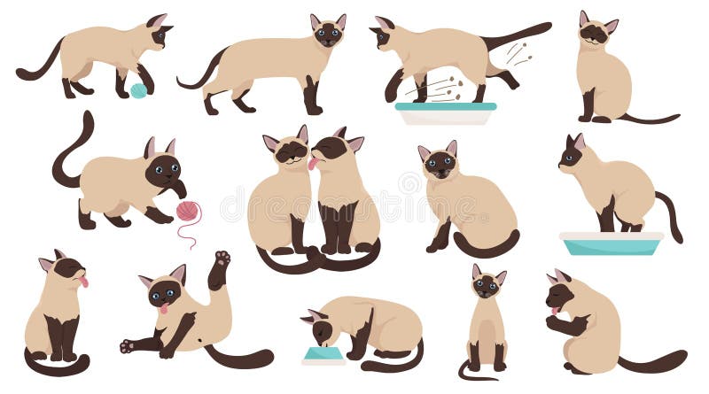 Siamese Cat Stock Illustrations – 10,184 Siamese Cat Stock ... Siamese Cat Stock Illustrations – 10,184 Siamese Cat Stock ...