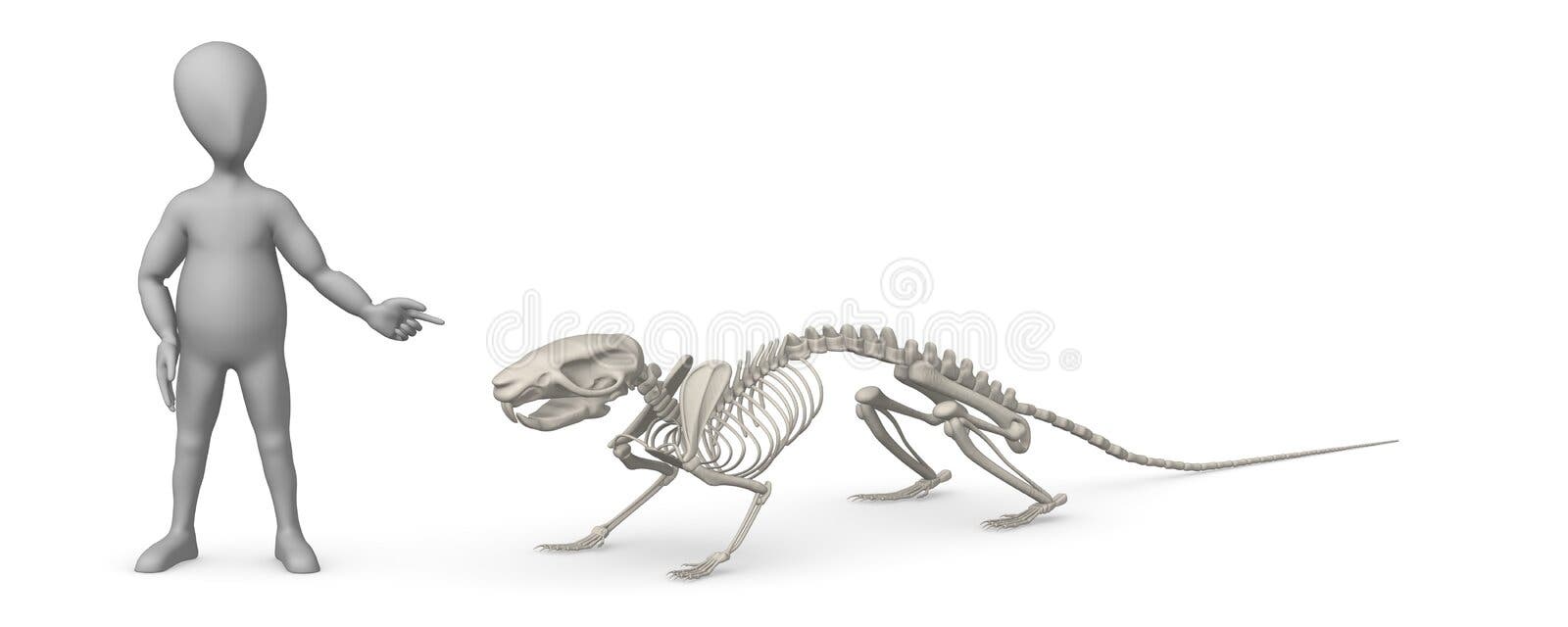 Mouse Skeleton - Front,top,side,back Stock Illustration - Illustration ...