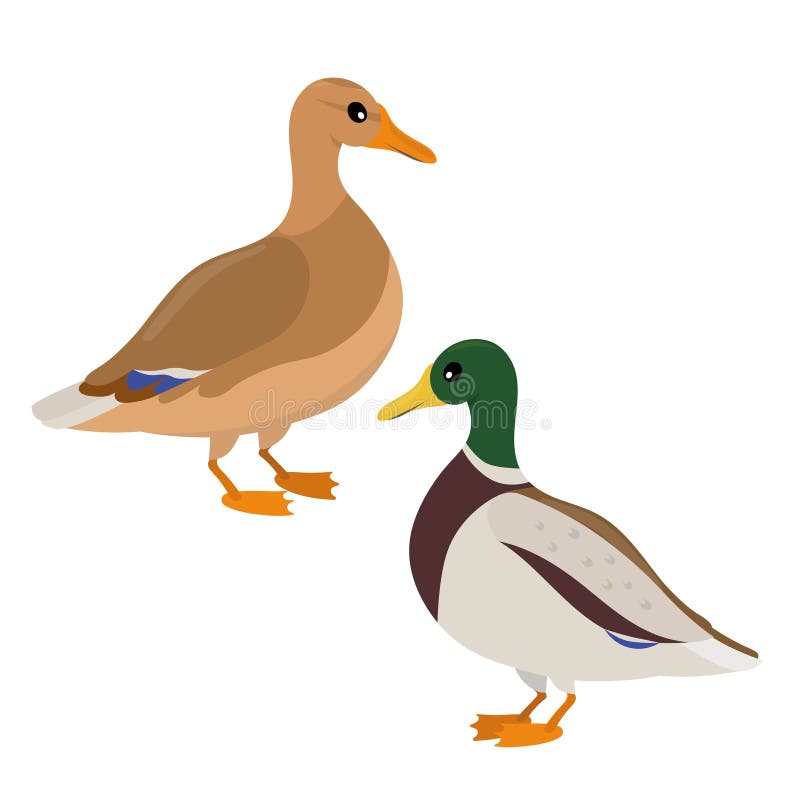 Female Duck Cartoon Stock Illustrations – 906 Female Duck Cartoon Stock ...