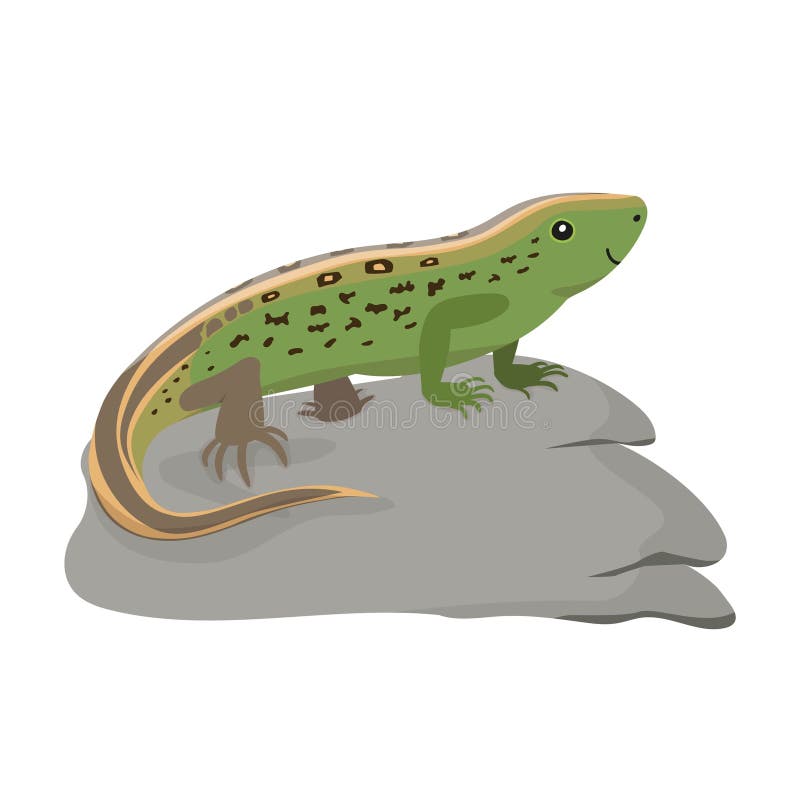Cartoon Lizard White Background Stock Illustrations – 13,600 Cartoon ...