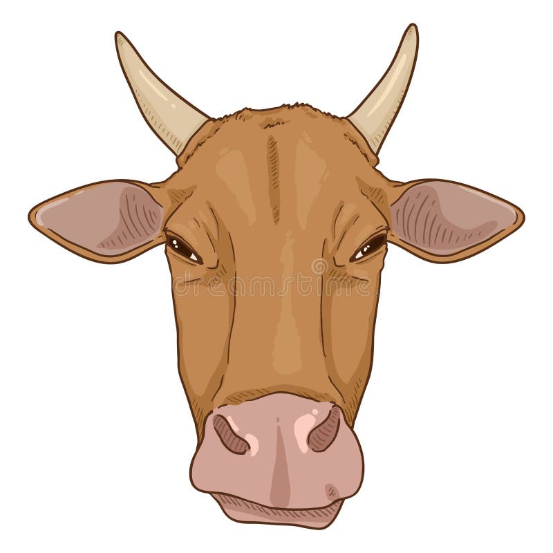 Cow Front View