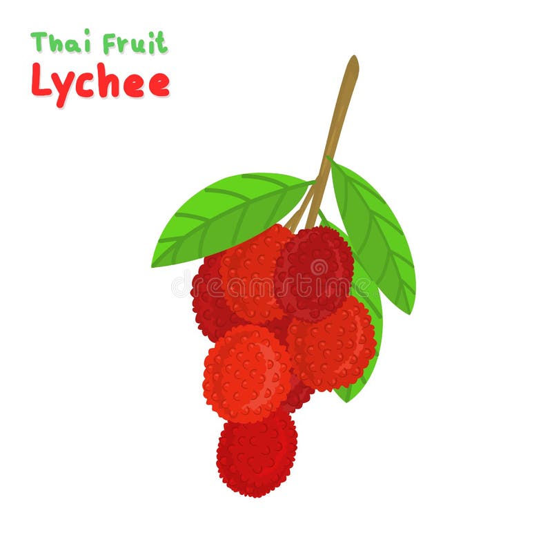 Cartoon Lychee Vector on Background. Stock Vector - Illustration of ...