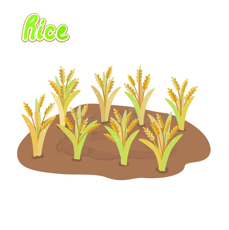 Cartoon Rice Vector on Background. Stock Vector - Illustration of ...