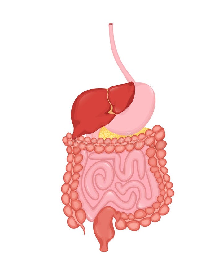 Cartoon digestive system stock illustration. Illustration of descending ...