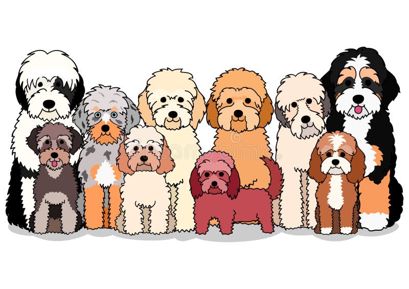 Schnoodle Animal Stock Illustrations – 26 Schnoodle Animal Stock ...