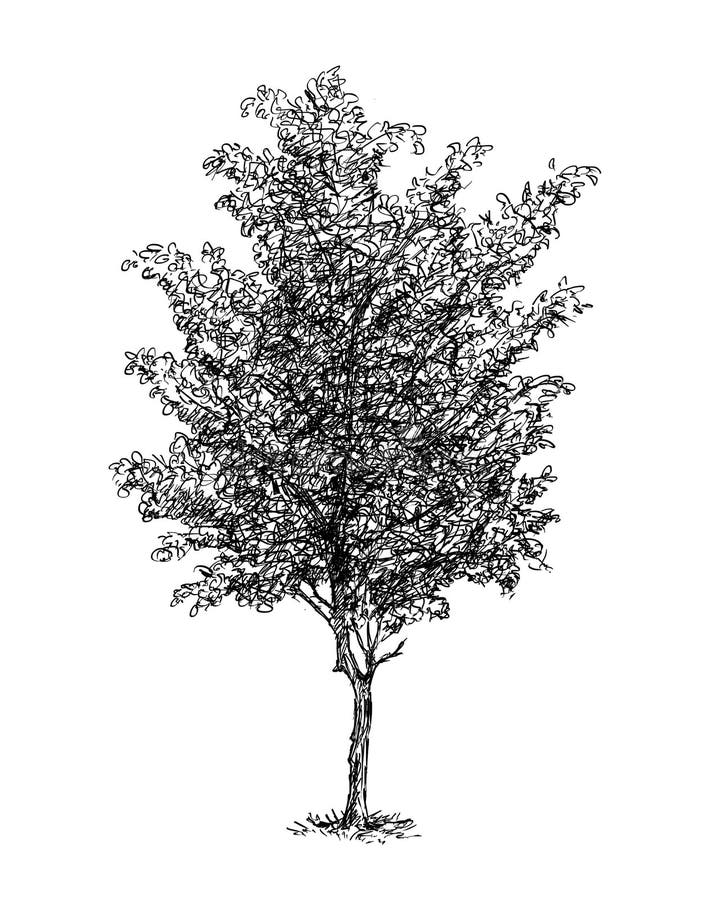 Cartoon Drawing of Beech Tree Stock Illustration - Illustration of ...
