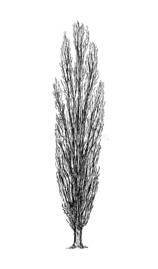 Cartoon Drawing of Poplar Tree Stock Illustration - Illustration of ...