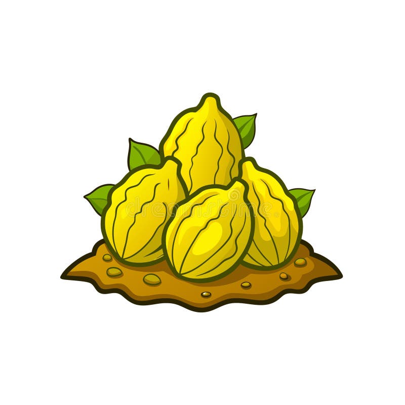 Cartoon Etrog Fruits with Leaves in a Pile Stock Image - Illustration ...