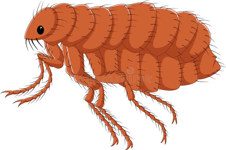 Cartoon Flea Stock Illustrations – 3,066 Cartoon Flea Stock ...