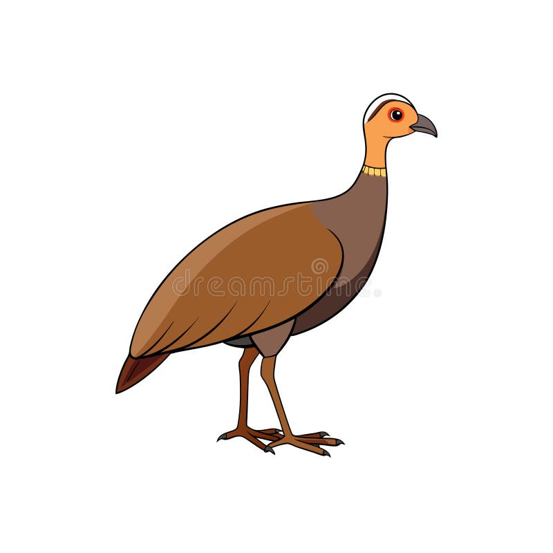 Cartoon Francolin Bird Illustration Isolated on White Background Stock ...