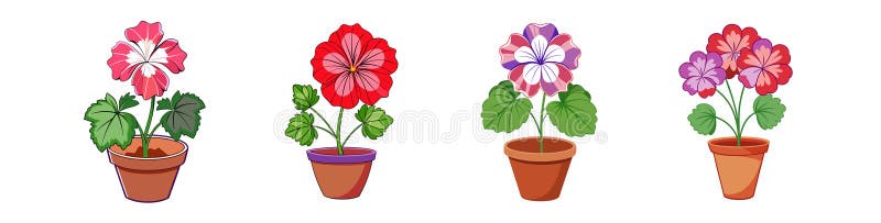 Cartoon Geranium Flower in Pot Illustration Stock Vector - Illustration ...