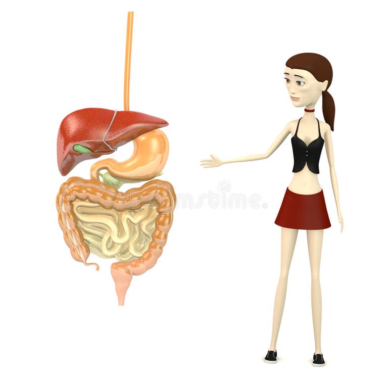 Digestive System Cartoon Stock Illustrations – 6,996 Digestive System ...