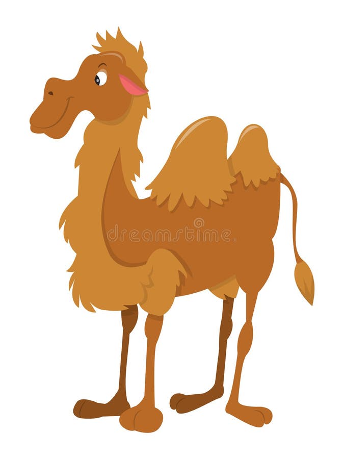 Smiling camel COLOR and BW stock illustration. Illustration of drawing ...