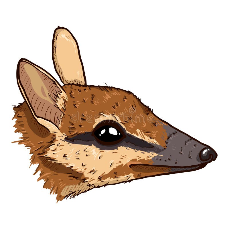 Cartoon Head of Numbat Vector Illustration Stock Illustration ...